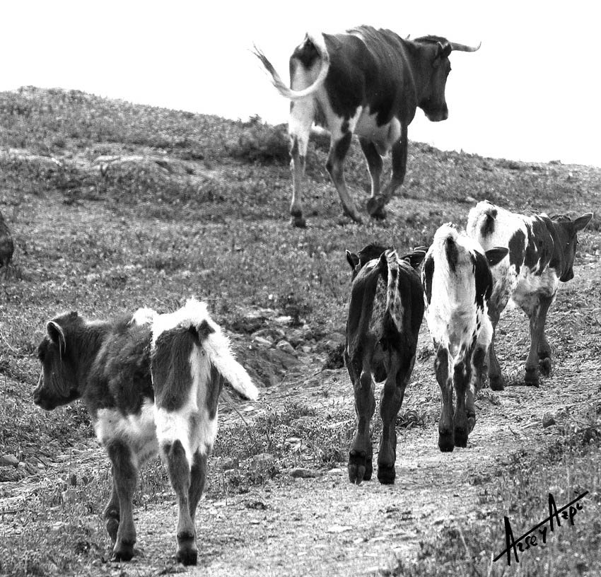 Vacas y becerros – Por las Rutas del Toro