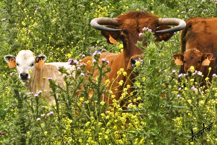 Vacas y becerros – Por las Rutas del Toro